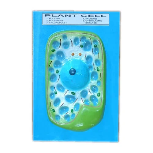 Model of Plant Cell on Board – THS Corporation